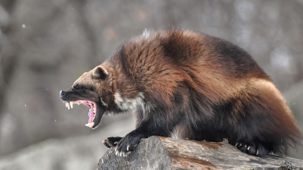 Spectacular video: A Wolverine attacking a Reindeer in Northern Norway ...